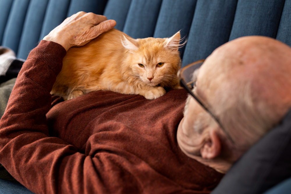 10 Heartwarming Reasons to Adopt a Senior Cat